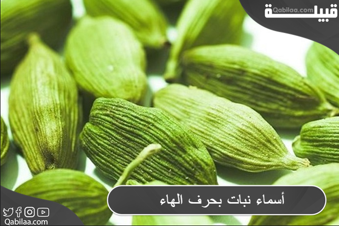 أسماء نبات بحرف الهاء هـ مع الوصف اكتشف الآن